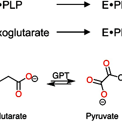 Scheme of the net reaction catalyzed by alanine transaminase (glutamic ...