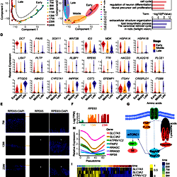 The development of the RPE.