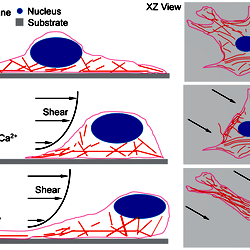 Cell Detachment Mechanisms.