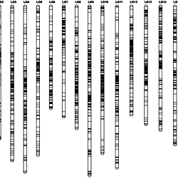 Schematic representation of the consensus map.