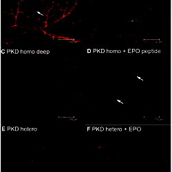 Immunofluorescence staining of CD74 in retinal whole mounts.