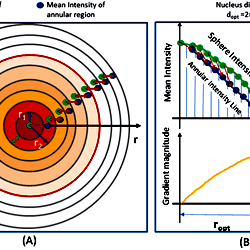 Computation of Radial Gradient Magnitude (RGM).