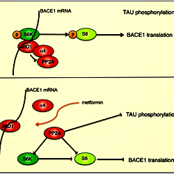 Hypothetical model of the MID1 regulatory complex.