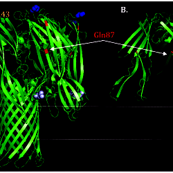 HLA protein structure.