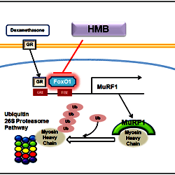Proposed mechanism for the effect of HMB on dexamethasone-induced ...