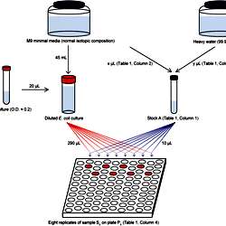 Experimental workflow.
