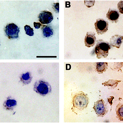 Validation of G-quadruplex nuclear staining by immunohistochemistry.