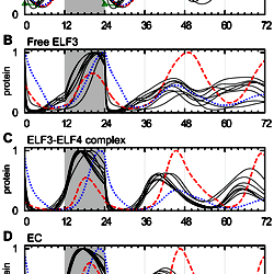 The evening complex and its components.