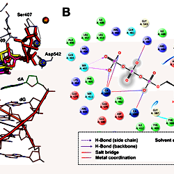 LNA-TTP and dTTP binding mode in the active site of KOD DNA polymerase.