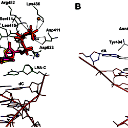 Binding mode of LNA-TTP and dTTP in a primer modified with a terminal ...