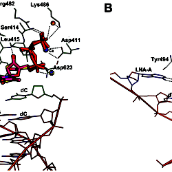 Binding mode of LNA-TTP and dTTP in a template modified with a terminal ...