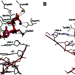 Binding mode of LNA-TTP and dTTP in primer and template modified with a ...