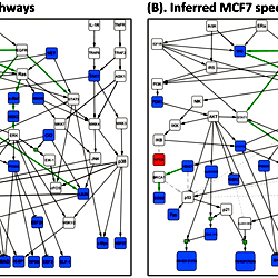 Boolean network topologies of the generic and inferred cell-specific ...