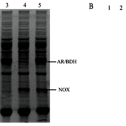 Expression analysis of recombinant B. subtilis.