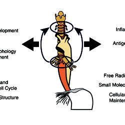 Functional gene set enrichment.