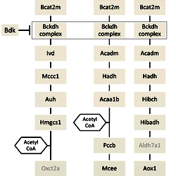 Organization of the BCAA metabolism pathway components studied.