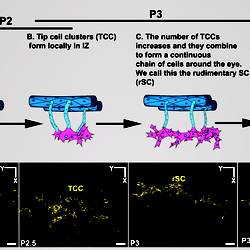 Summary of early SC development.