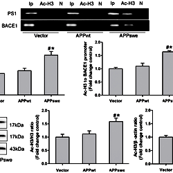 H3 in PS1 and BACE1 promoters and cellular H3 were hyperacetylated in ...