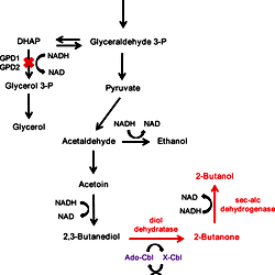 Overview of the pathway introduced to S. cerevisiae for 2-butanol ...