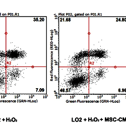 Inhibitory effect of MSC-CM on H2O2-induced apoptosis of L02 cells.