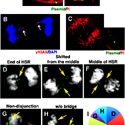 The breakage-fusion-bridge (BFB) cycle operates at chromosomal sites to ...