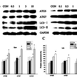 LA or Epo increased protein levels of ATG5, ATG7, and the conversion of ...