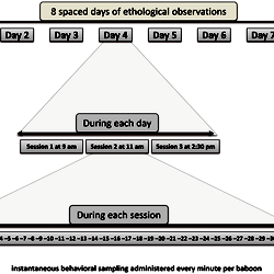 Timeline and frequencies of instantaneous behavioral sampling during ...
