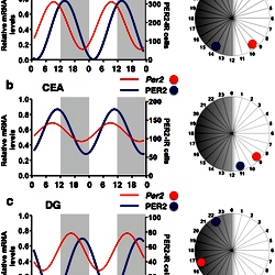 Temporal organization and phase relationship of Per2 mRNA and PER2 in ...