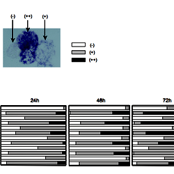 Analyses of ATRA-induced differentiation of NB4MTOE cells by NBT assay.