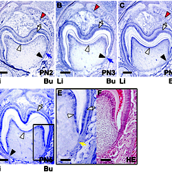 The in situ expression of Itm2a mRNA in the developing tooth germ at ...