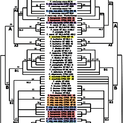 Comparison between most resolved MP and ML trees.
