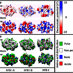 Rendering of the three hexamer structures showing top and bottom views ...
