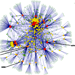 Worm genes +1 interactome.