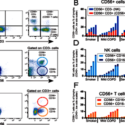 Identification and characterization of human lung NK cells and CD56+ T ...