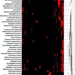 Heat map and dendrogram showing hierarchical clustering of species ...