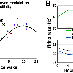 Daily rhythm in the modulation of pain sensitivity: Experiments and model.