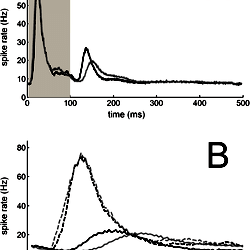 Average post-stimulus time histogram from all normal-hearing animals.