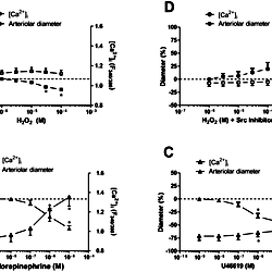 H2O2 increases the Ca2+ sensitivity of force production in vascular ...