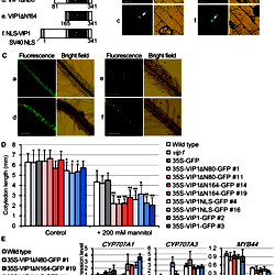 Generation and characterization of constitutively nuclear-localized ...