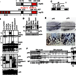 Interactions between p75 and p45.