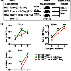 M133 Tregs modulate M133 Tconv accumulation in the DCLN, spleen and brain.