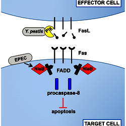 Disruption of Fas-FasL signaling by Pla of Y. pestis and NleB of EPEC.