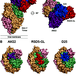 AM22, RSD5-GL, and D25 have overlapping epitopes at the apex of the RSV ...