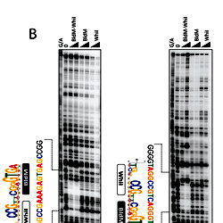 BldM-WhiI binds to the MEME-predicted Group-II consensus sequence.