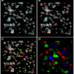 Seed point detection and segmentation on the K2 stack.