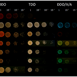 Yeast two-hybrid assays screening StMKK6 interaction partners.