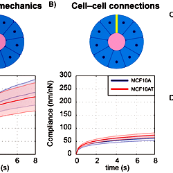 Single cell mechanics and cell–cell connections do not explain the ...