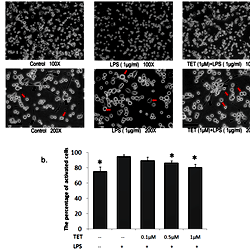 Morphological changes of BV2 cells with or without TET pretreatment ...