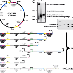 Construction of pYAC_MEM and YAC_MEM.