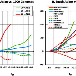 Enrichment for coding variants amongst autosomal SNPs stratified ...